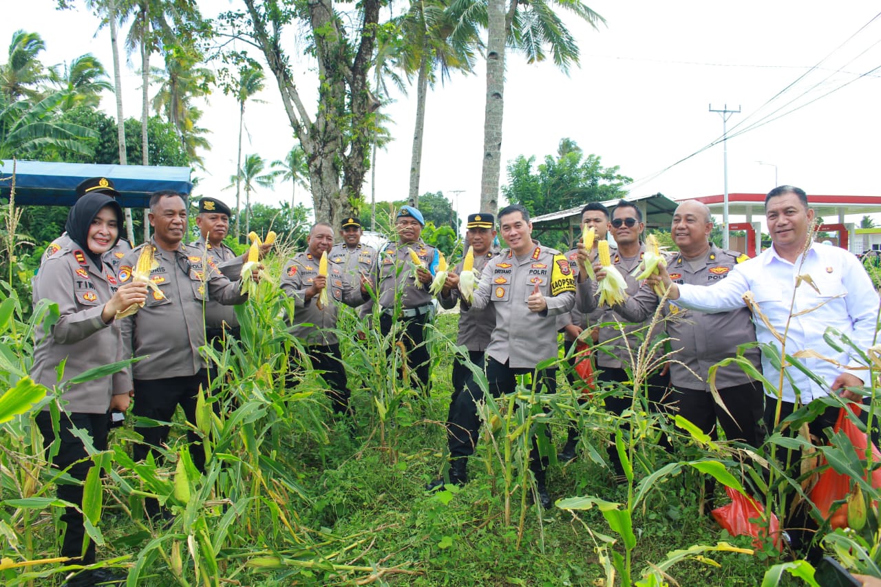 Dukung Ketahanan Pangan Nasional, Polresta Ambon Panen Raya Jagung Bonanza